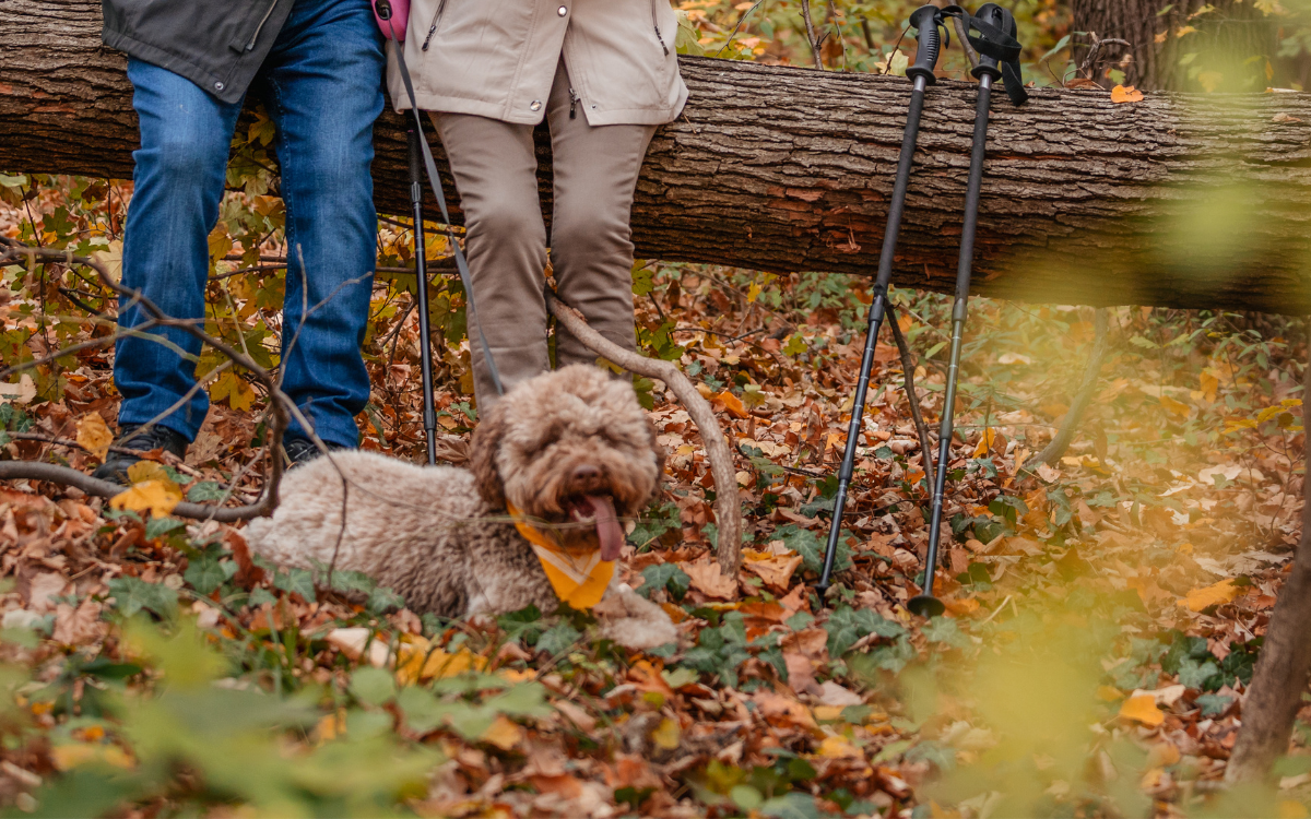 RSVP - Exclusive invitation for the Day outing at the Truffle Farm ...